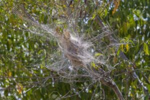 What Spiders Build Webs in Trees & How to Remove Them? - Pope Tree Service